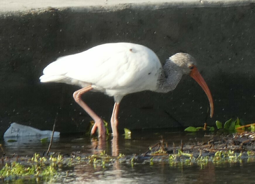 White Ibis from Florida, Pasco, Hudson area, Hudson Beach Park ...