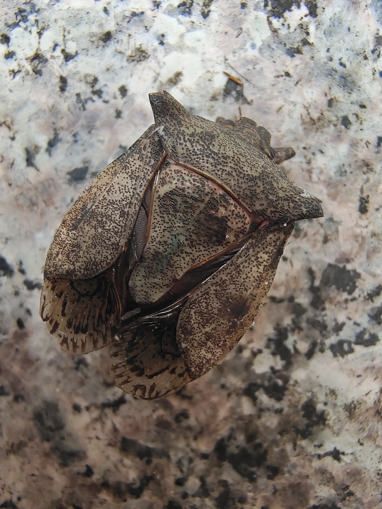 Stink Bugs from Yichun, CN-JX, CN on September 28, 2024 at 09:35 AM by ...