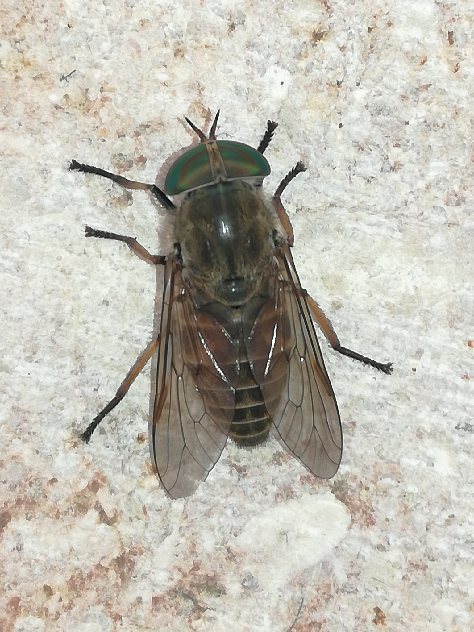 Tabanus tergestinus Egger, 1859