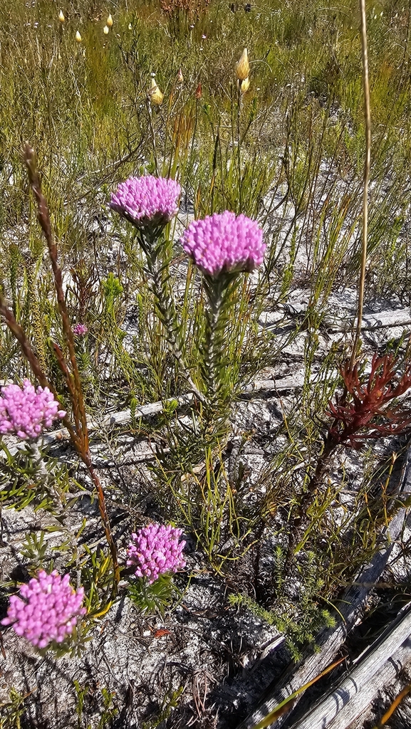 Blombushes from Overstrand Local Municipality, South Africa on ...