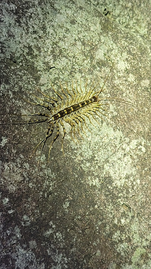 Japanese House Centipede in June 2024 by Moses Michelsohn · iNaturalist