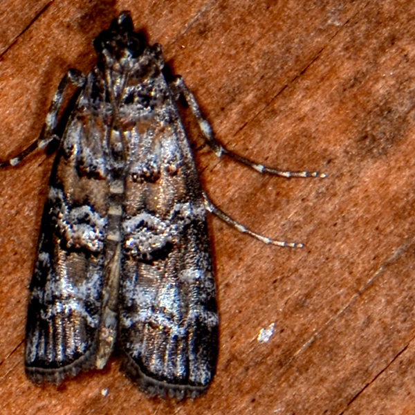 Zimmerman Pine Moth from Bill's backyard, Lewes, DE on September 25 ...