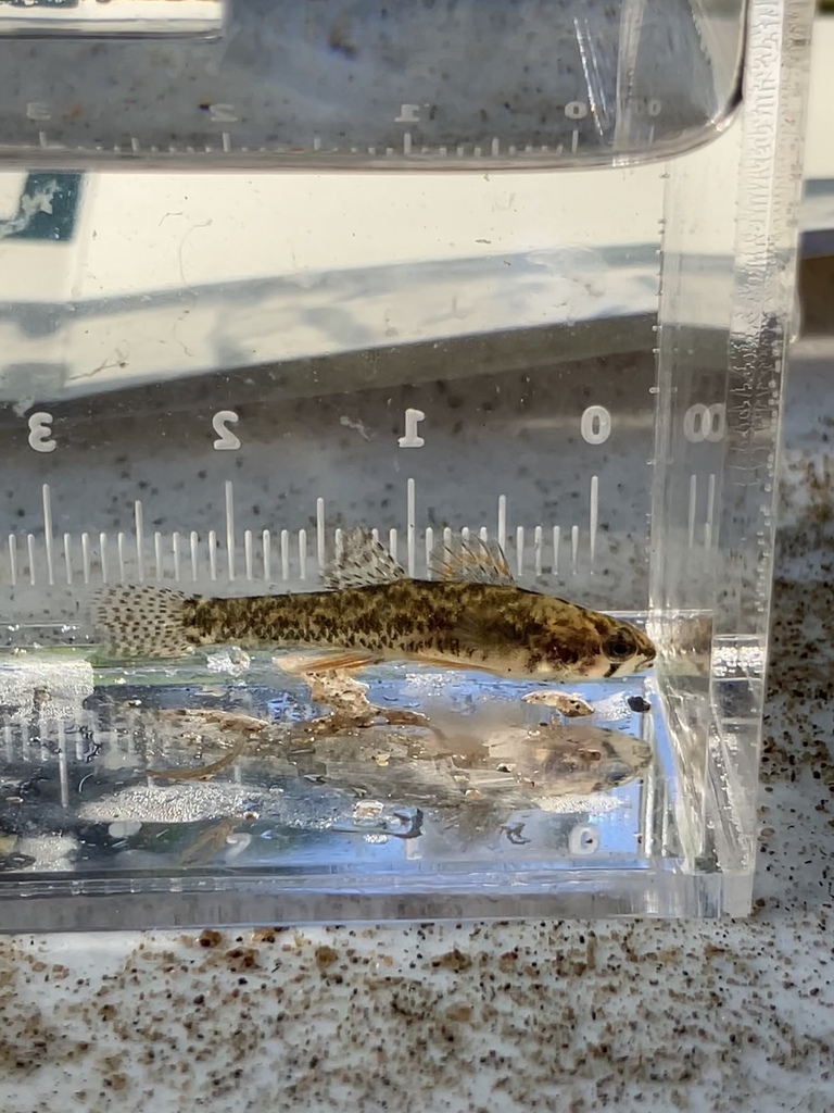 Least Darter from Cedar Lake, Minneapolis, MN, US on September 28, 2024 ...