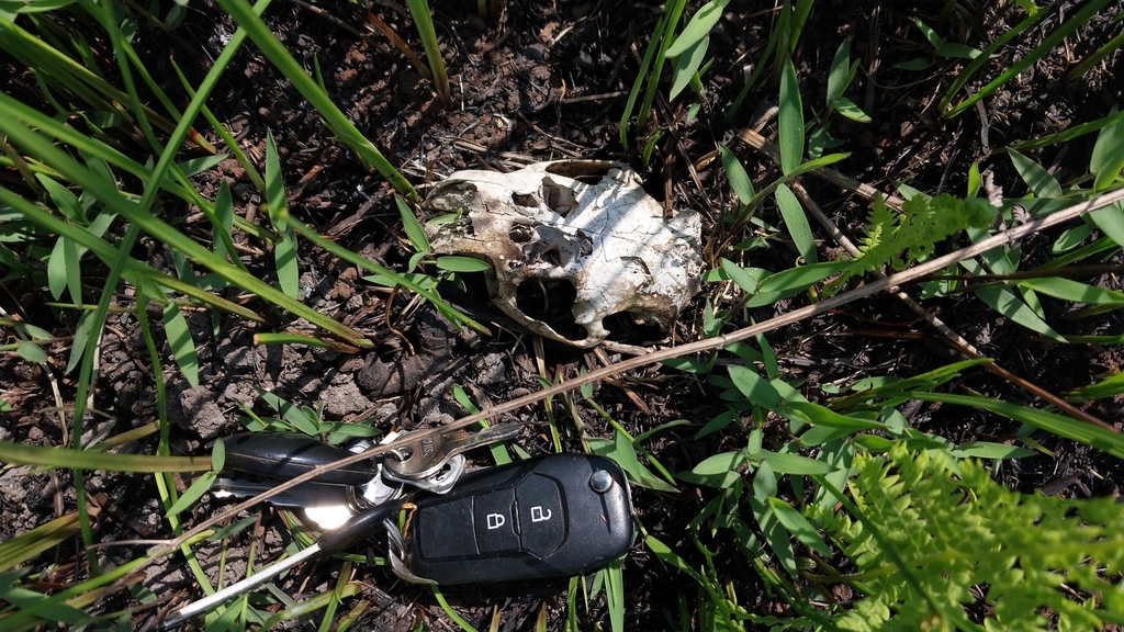 Greater Cane Rat from White River, 1240, South Africa on September 28 ...