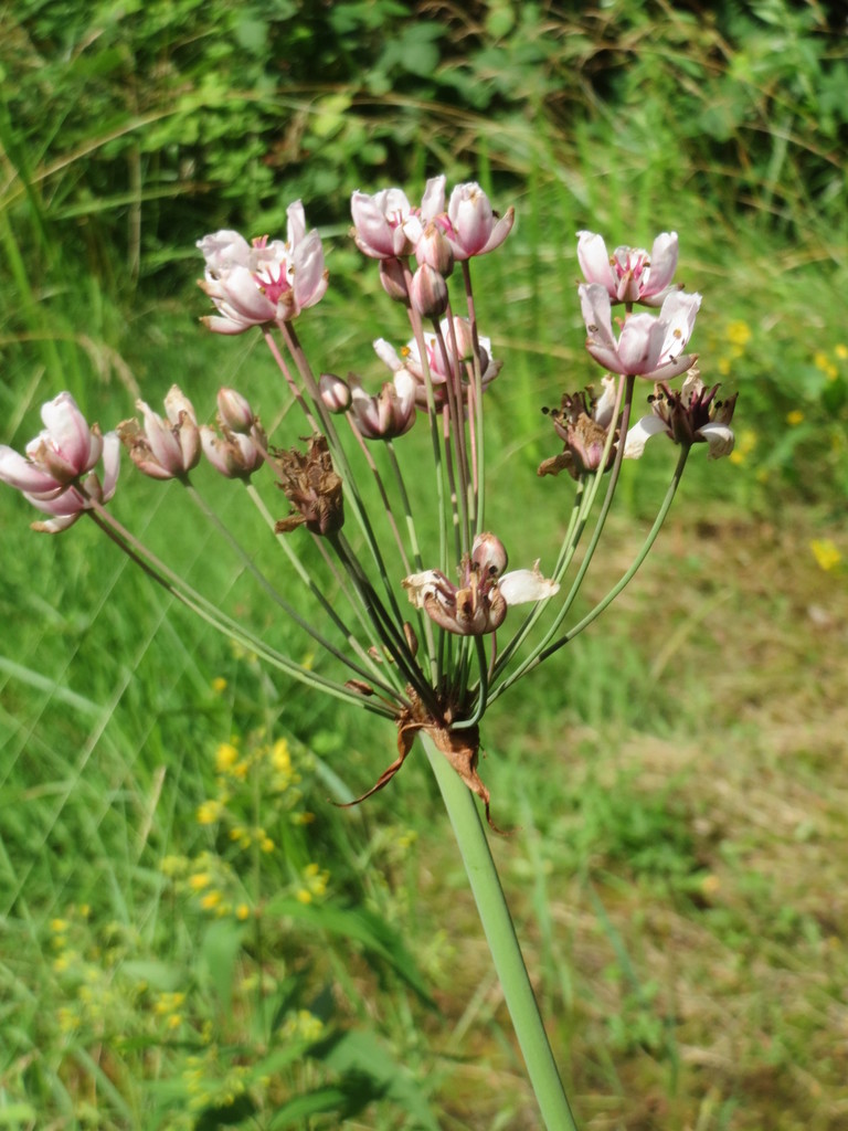 Flowering Rush (Noxious Weeds of Colorado) · iNaturalist