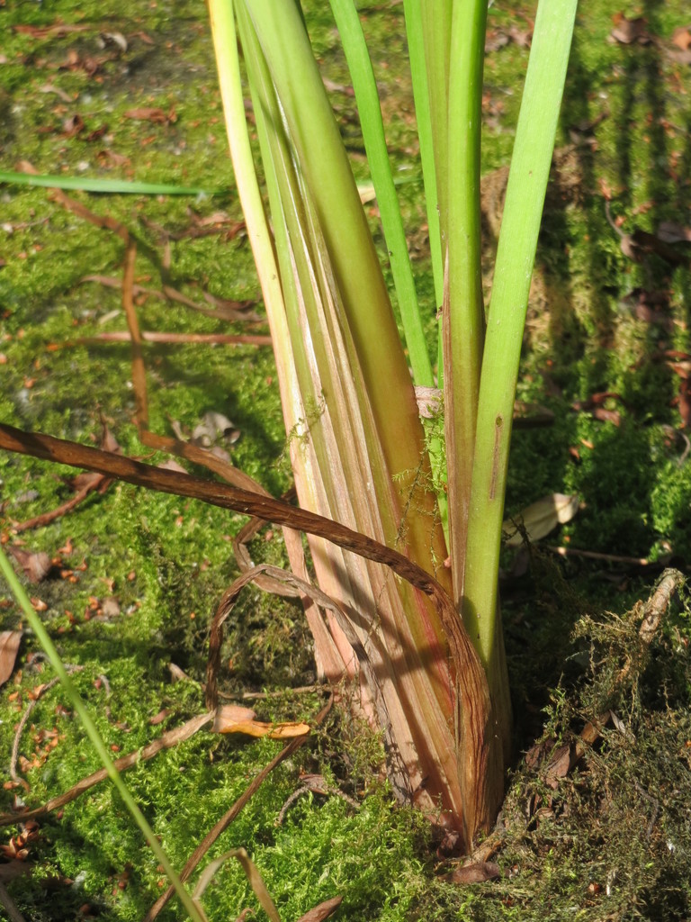 Flowering Rush (Noxious Weeds of Colorado) · iNaturalist