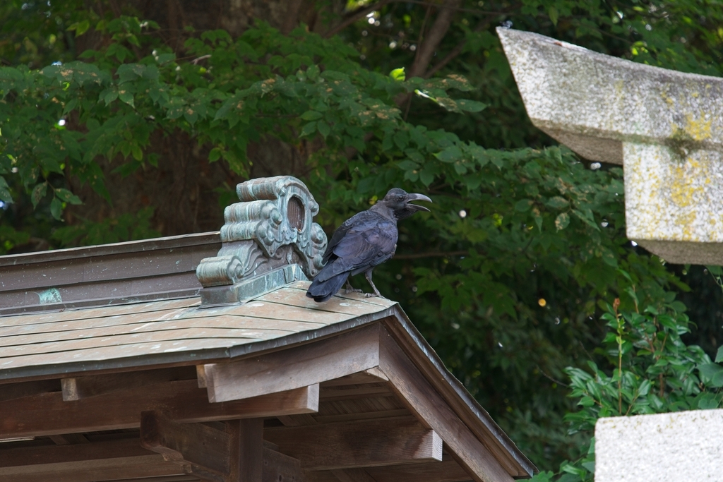 Japanese Crow from Uenokoen, Taito City, Tokyo 110-0007, Japan on ...