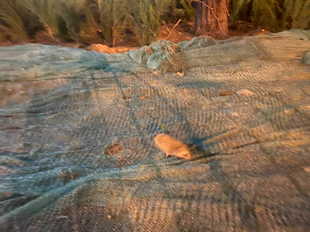 Amur Hedgehog from 中国北京市海淀区 on September 28, 2024 at 11:18 PM by ...