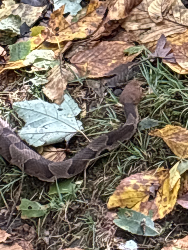 Eastern Copperhead from Shenandoah National Park, Grottoes, VA, US on ...
