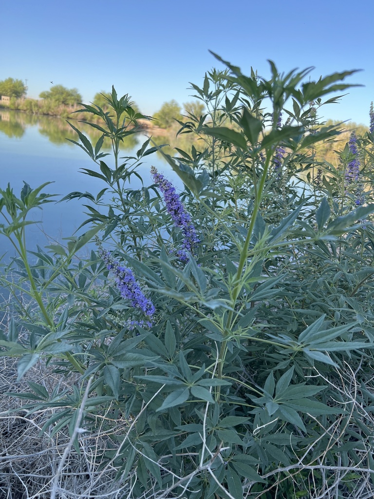 Lilac chaste tree from Winter Dove Ave, Henderson, NV, US on September ...