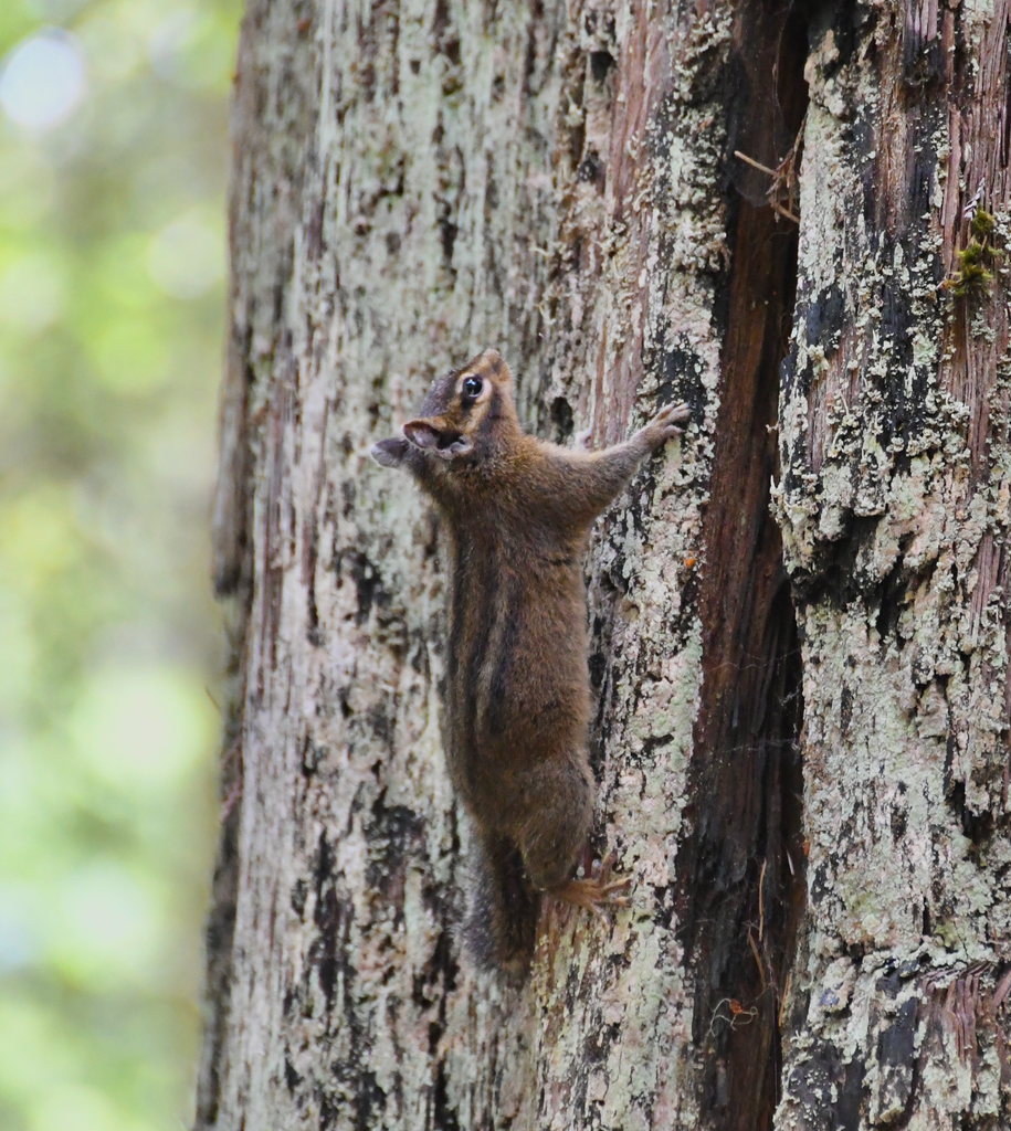 Yellow-cheeked Chipmunk (Neotamias ochrogenys) - Know Your Mammals