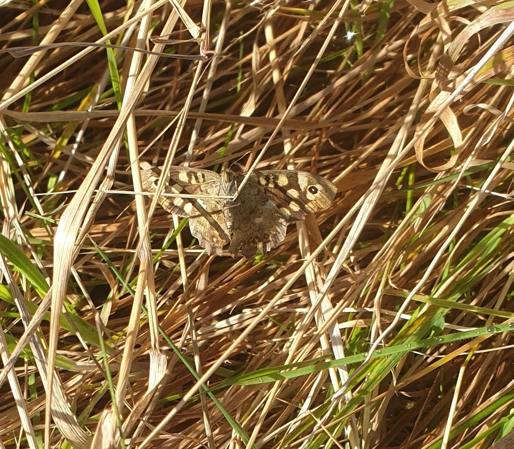 Speckled Wood from Craster NE66, UK on September 28, 2024 at 11:29 AM ...