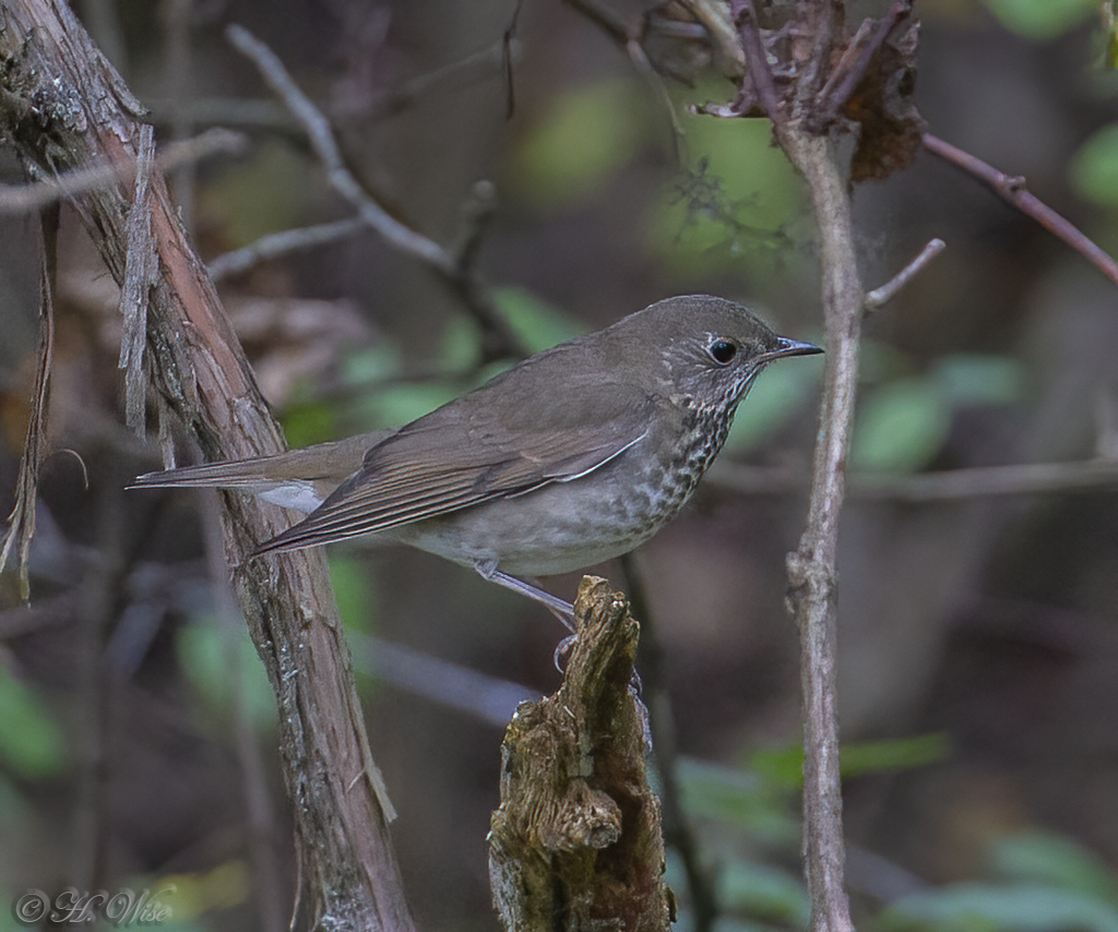 Gray-cheeked Thrush from Odell Rd, Fowlerville, MI 48836, USA on ...