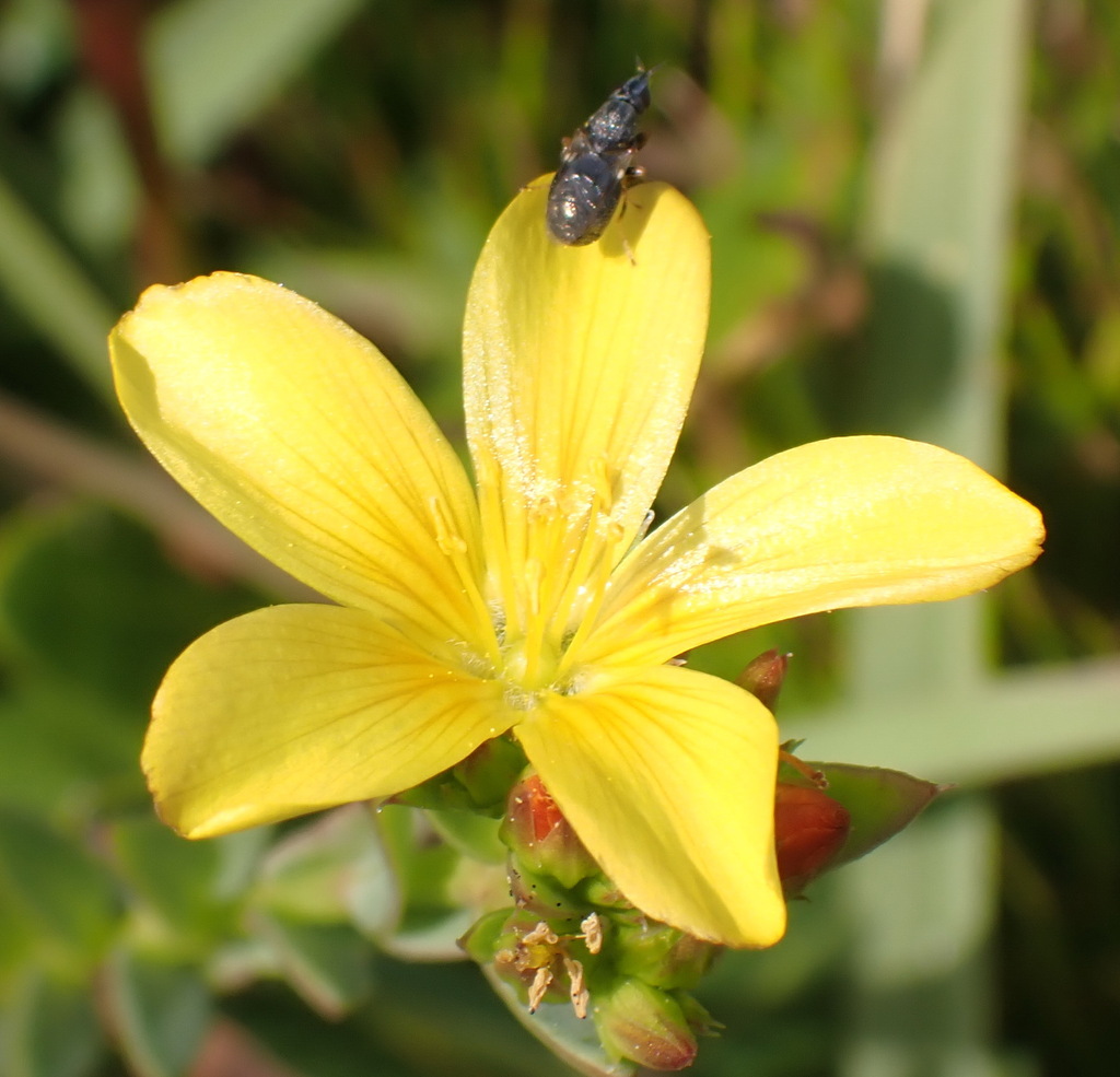 African Flax from Brenton-on-Sea, 6570, South Africa on September 22 ...