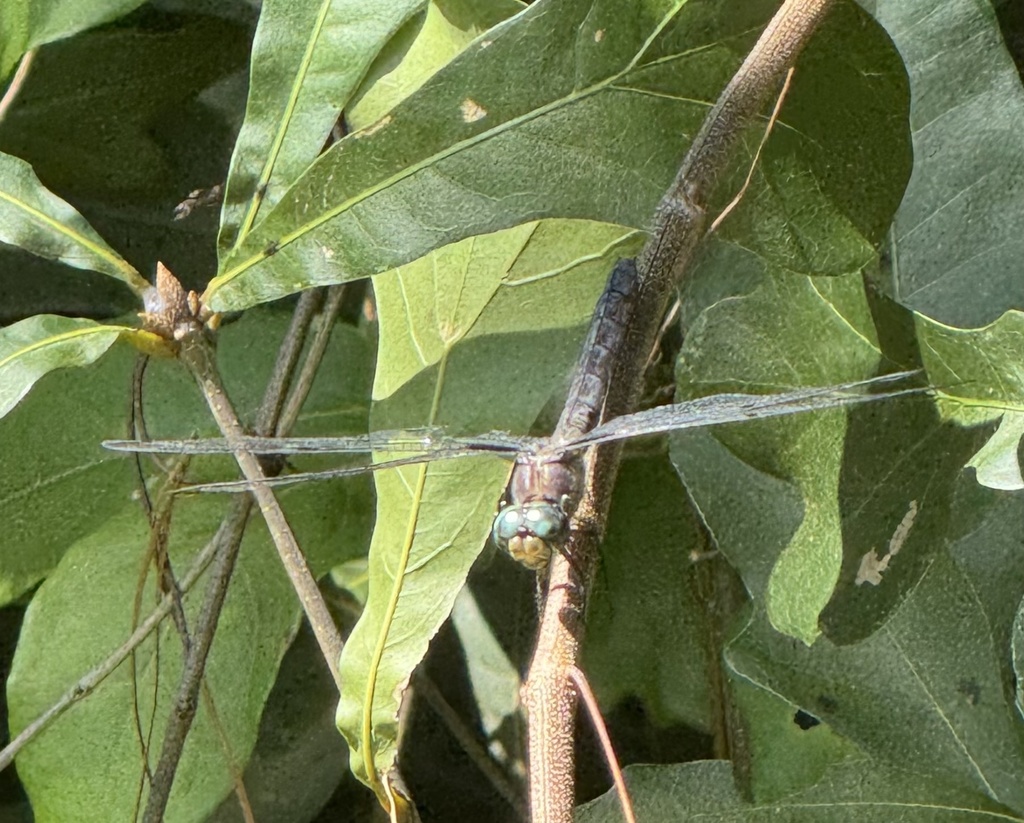 Dragonflies from Vaud Ct, New Bern, NC, US on September 28, 2024 at 12: ...
