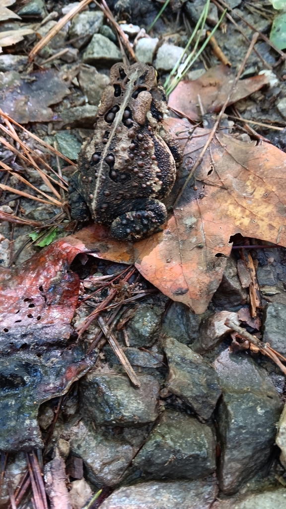 American Toad from V6CW+WJ Youth Tent Camp, Raleigh, NC 27612, USA on ...