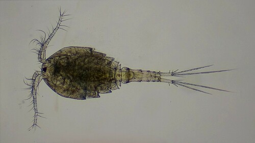 Robust copepod (Acanthocyclops robustus) · iNaturalist