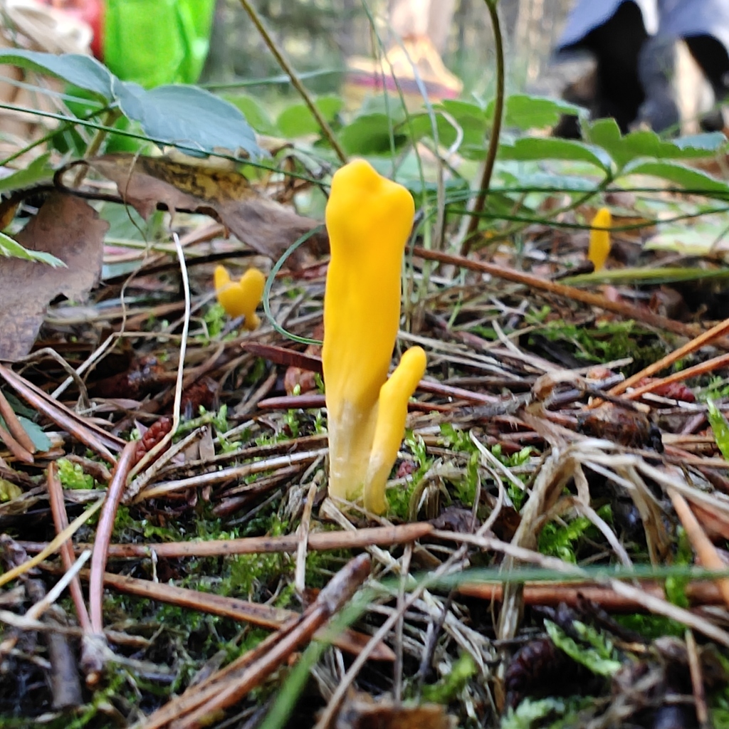 Neolecta vitellina from Manning Park BC on September 27, 2024 by Danny ...