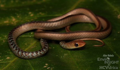Striped Green Snake (Philothamnus dorsalis) - Snakes and Lizards