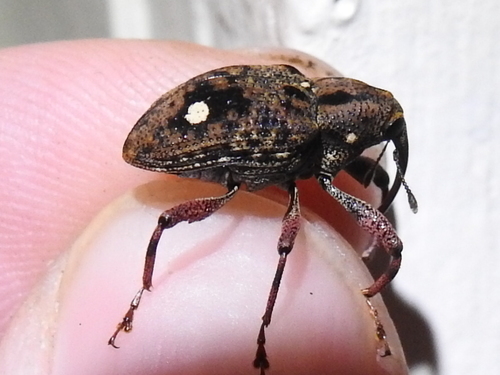 Genus Macromeropsis · iNaturalist