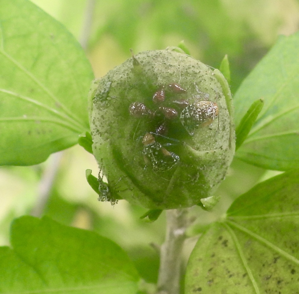 Hibiscus Scentless Plant Bug from Ventnor City, NJ, USA on September 28 ...