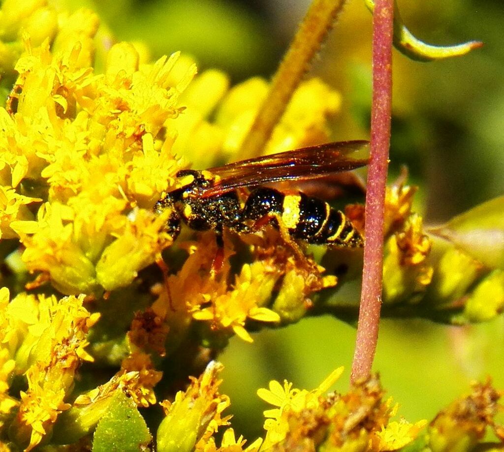 Beewolves from Barling, AR, USA on September 26, 2024 at 03:33 PM by C ...