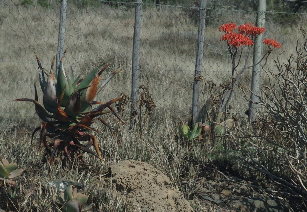 Cape Aloe from Grahamstown to Kommadagga via Carlisle Bridge, Eastern ...