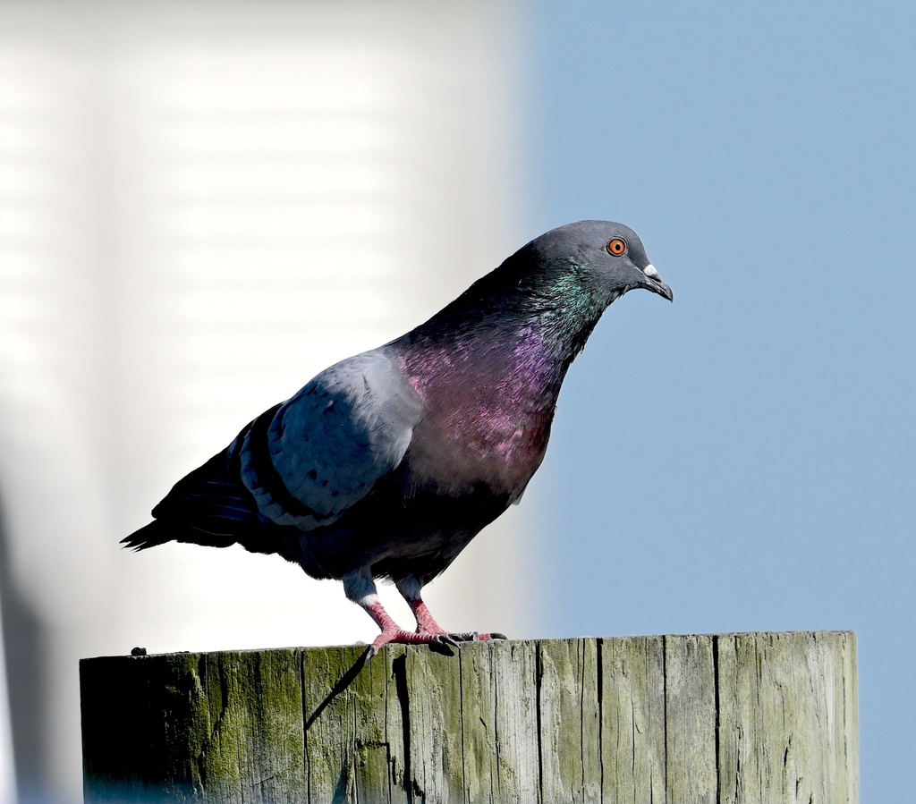 Feral Pigeon from Gulfport, MS, USA on September 27, 2024 at 03:44 PM ...
