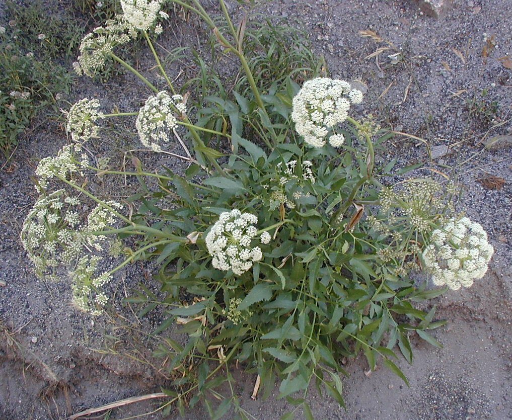 Brewer's angelica (Angelica breweri) - Botanical Realm