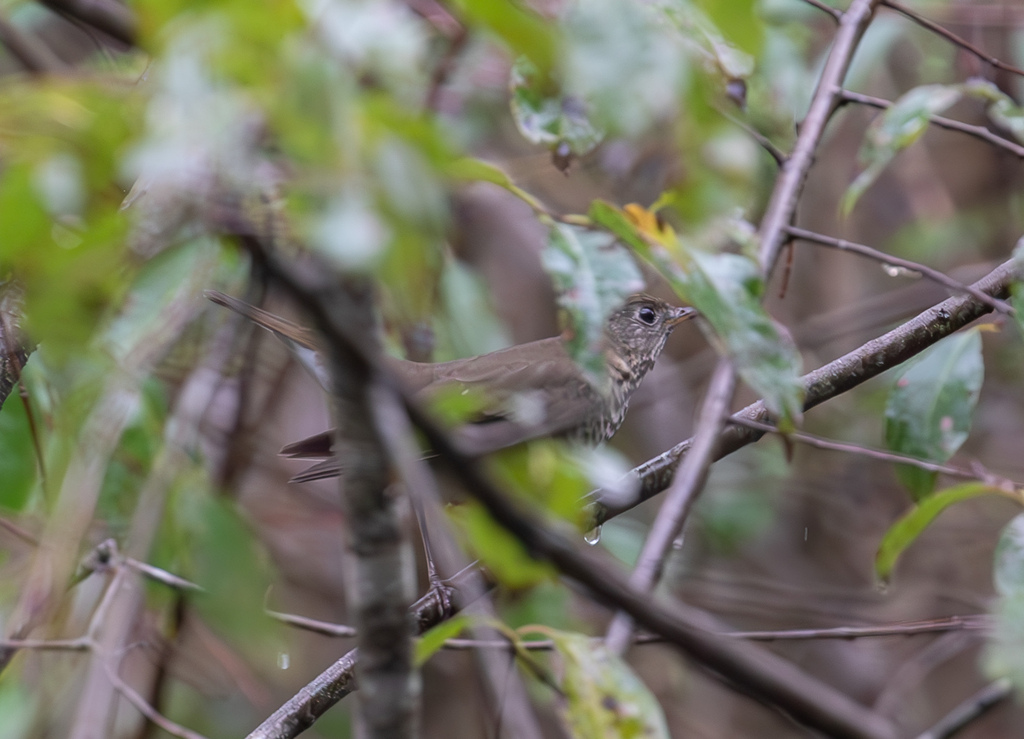 Gray-cheeked Thrush from Hardy, VA 24101, USA on September 26, 2024 at ...