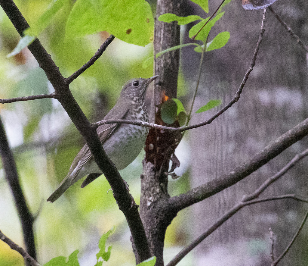 Gray-cheeked Thrush from Hardy, VA 24101, USA on September 26, 2024 at ...