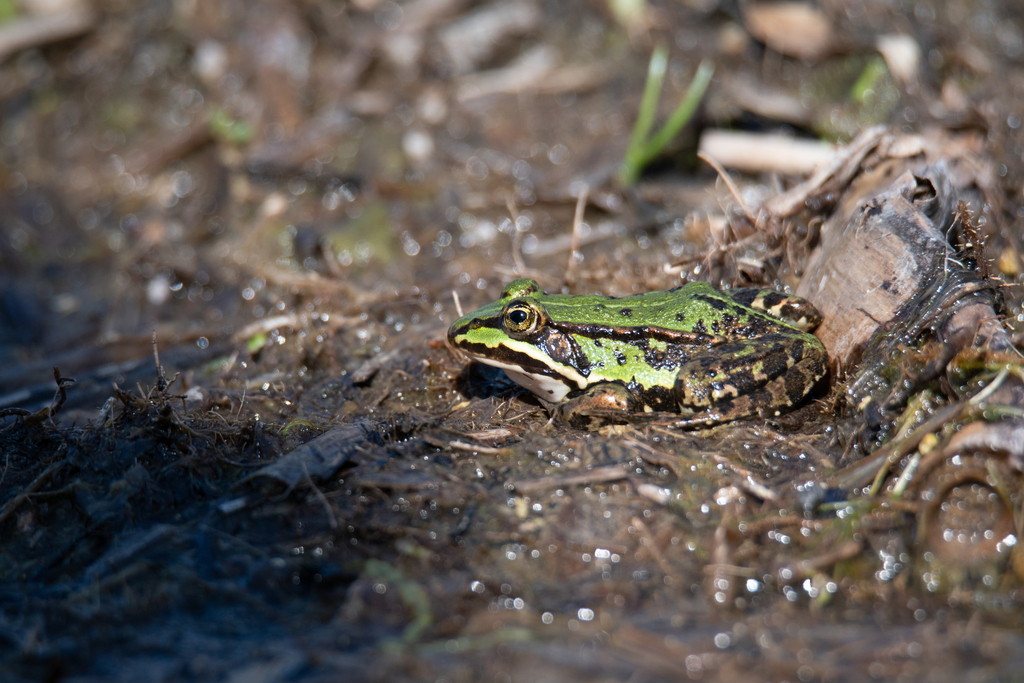 Edible Frog from 5932 Humble, Denmark on June 23, 2019 at 04:53 PM by ...