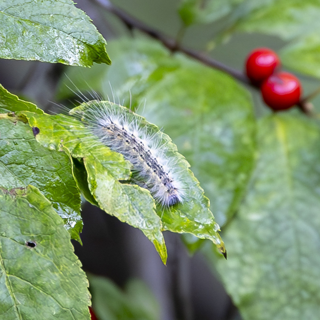 Fall Webworm Moth from Rockland County, NY, USA on September 27, 2024 ...