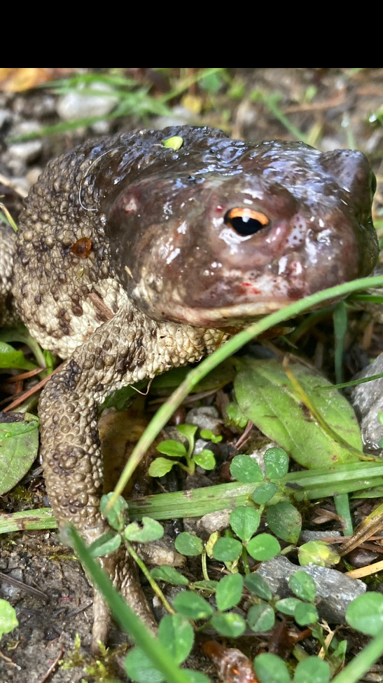 European Toad from Hamsterley Forest, Bishop Auckland, England, GB on ...