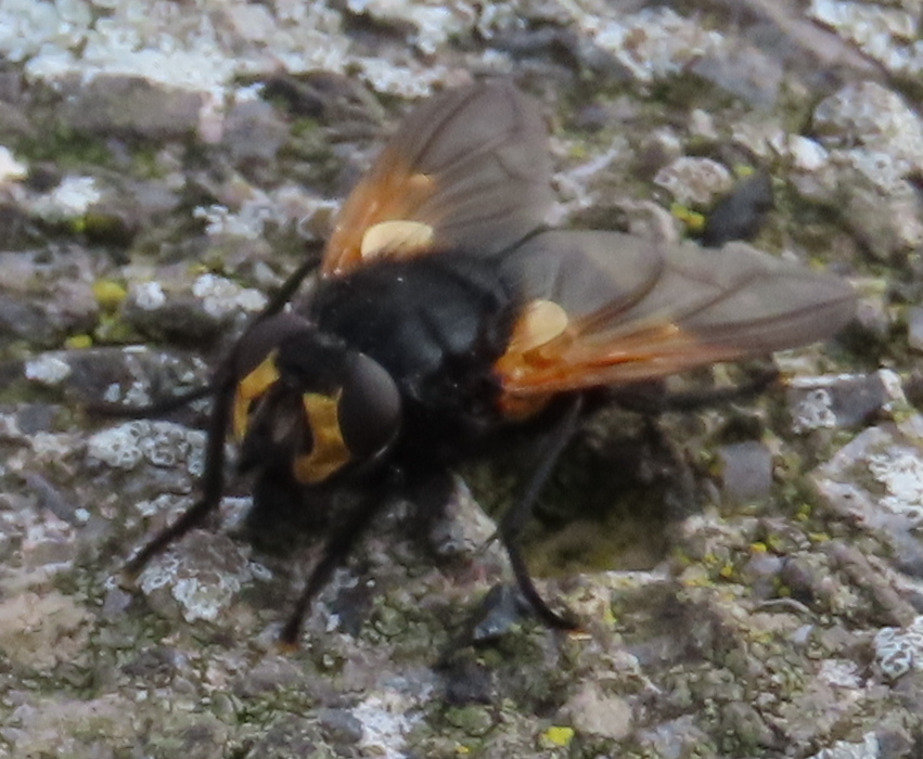 Noon Fly from Girley, Co. Meath, Ireland on September 28, 2024 at 02:57 ...