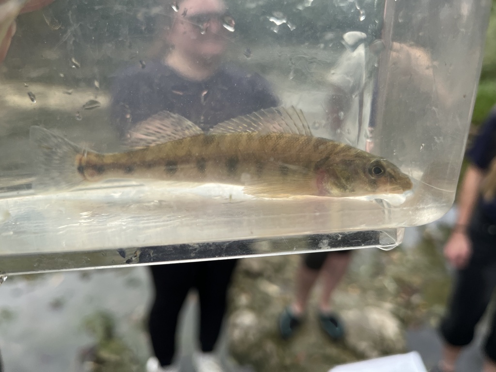 Common Logperch from N River Rd, Pemberville, OH, US on September 28 ...