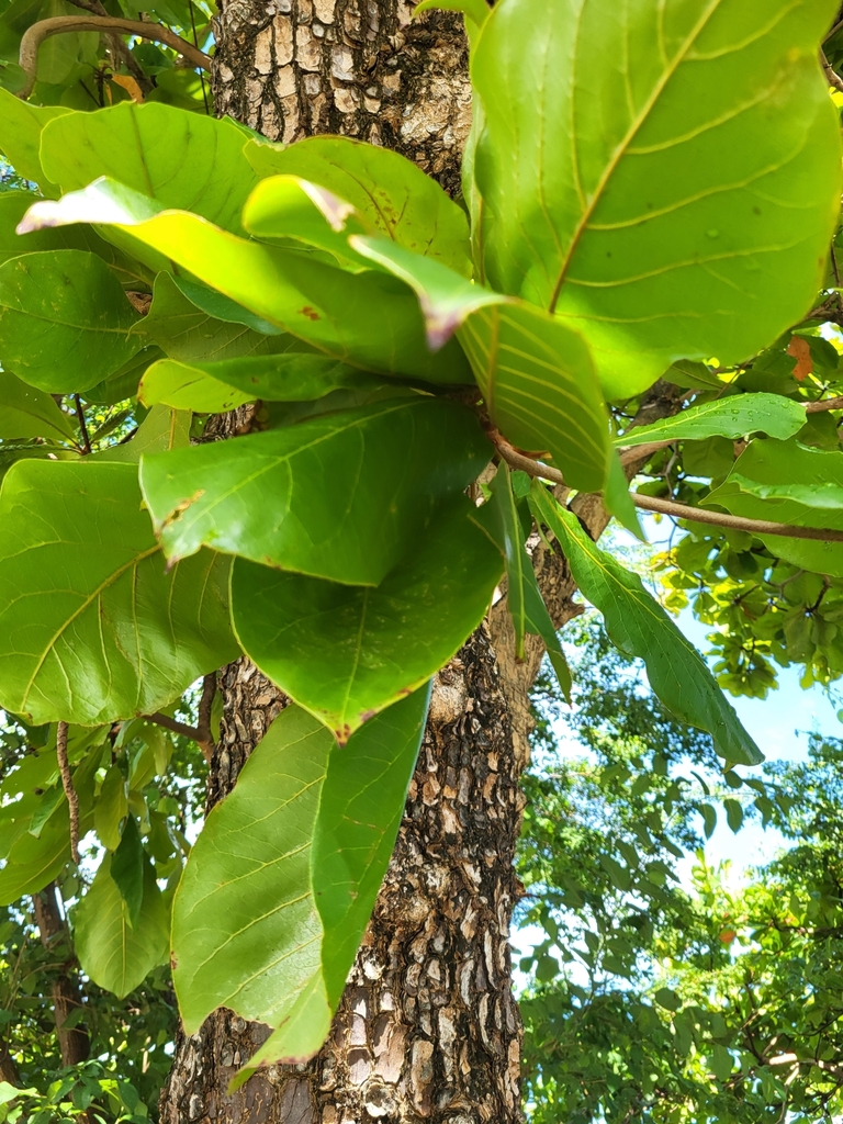 Sea Almond from FW4C+492, San Juan, 00907, Puerto Rico on September 28 ...
