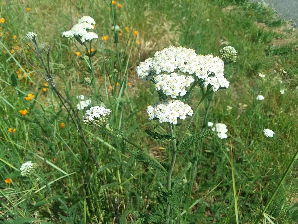 common yarrow from Martin Luther King Jr. Regional Shoreline, 1 Swan ...