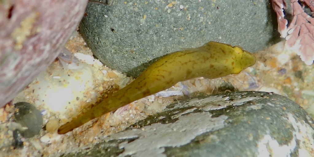 Smallfin Clingfish from Serenity Bay, Emerald Beach, NSW, AU on ...