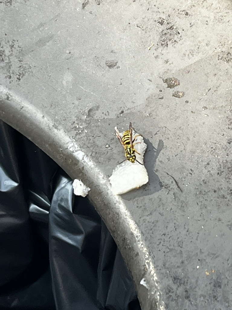 Southern Yellowjacket from NC State University, Raleigh, NC, US on August 26, 2024 at 09:43 AM ...