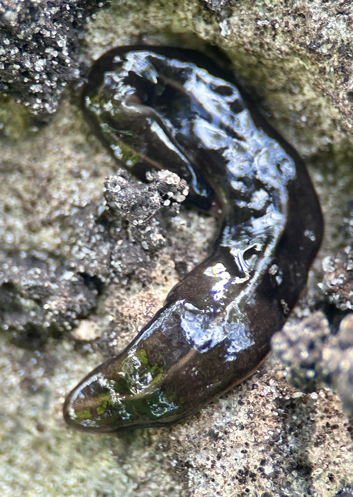 New Guinea Flatworm from E.G. Sewell Park, Miami, FL, US on September ...