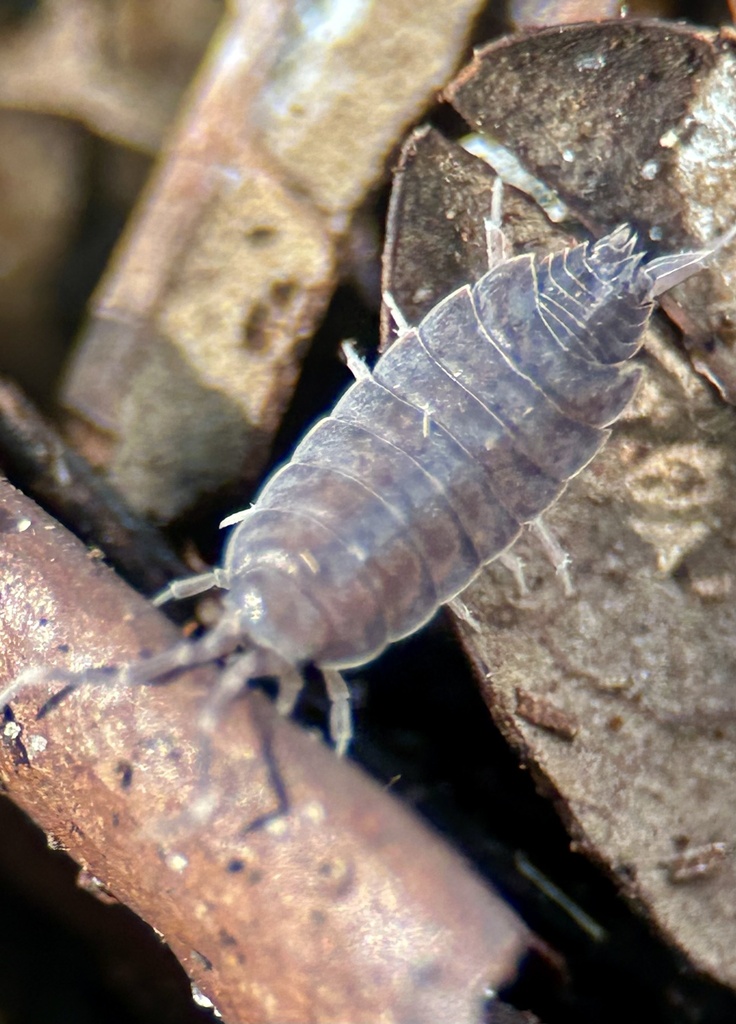 Flowery Blue Isopod from E.G. Sewell Park, Miami, FL, US on September ...