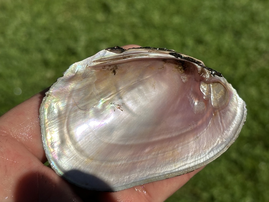 Pink Heelsplitter from Goose Island Boat Launch, Stoddard, WI, US on ...