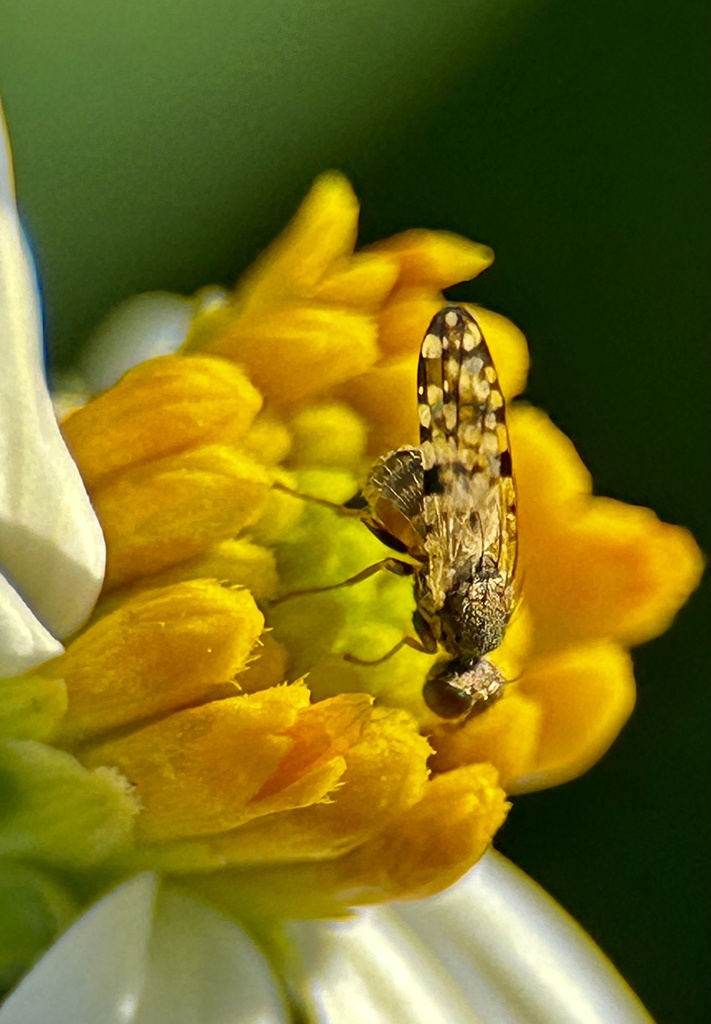 Campiglossa picciola from E.G. Sewell Park, Miami, FL, US on September ...