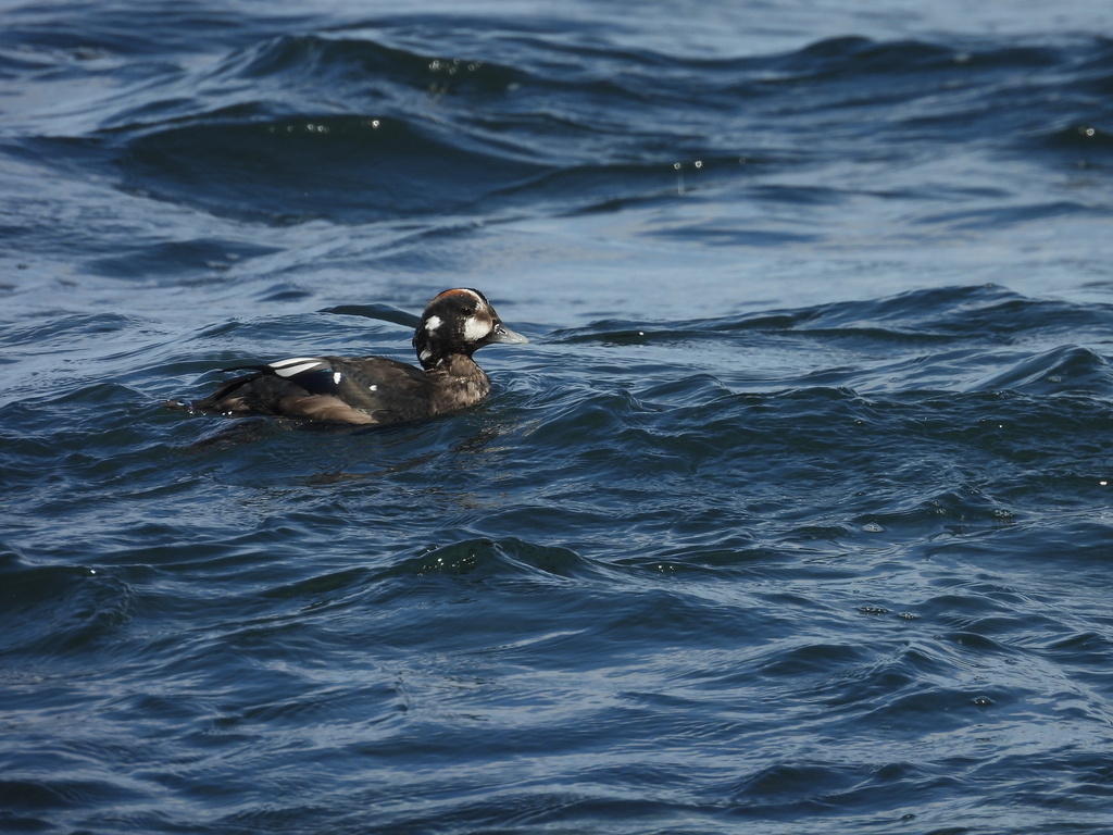 Harlequin Duck from Strait of Juan de Fuca, WA, US on September 1, 2024 ...