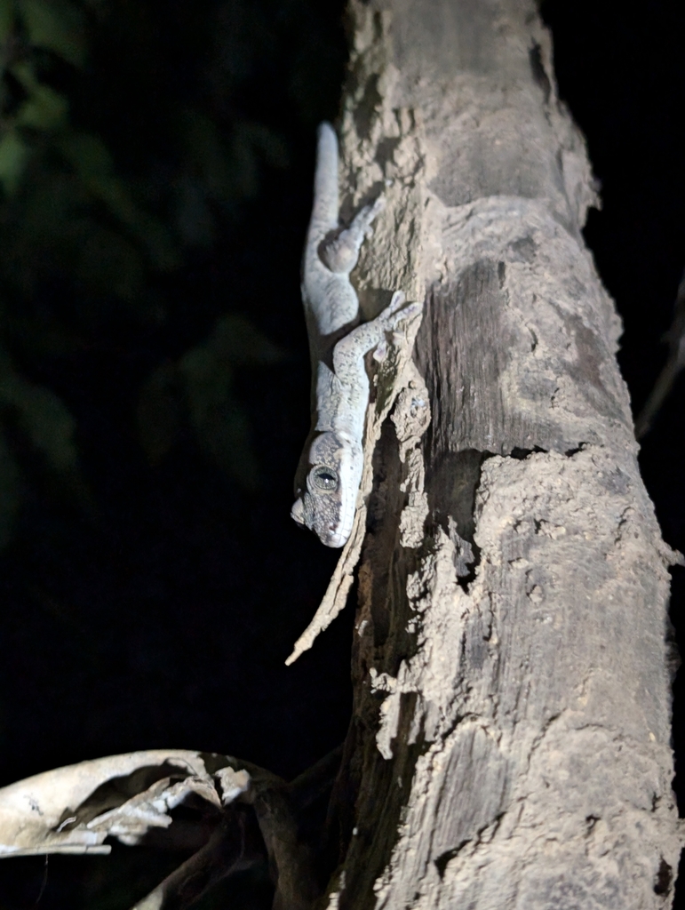 Giant Tree Gecko in September 2024 by Christopher Mitchell · iNaturalist