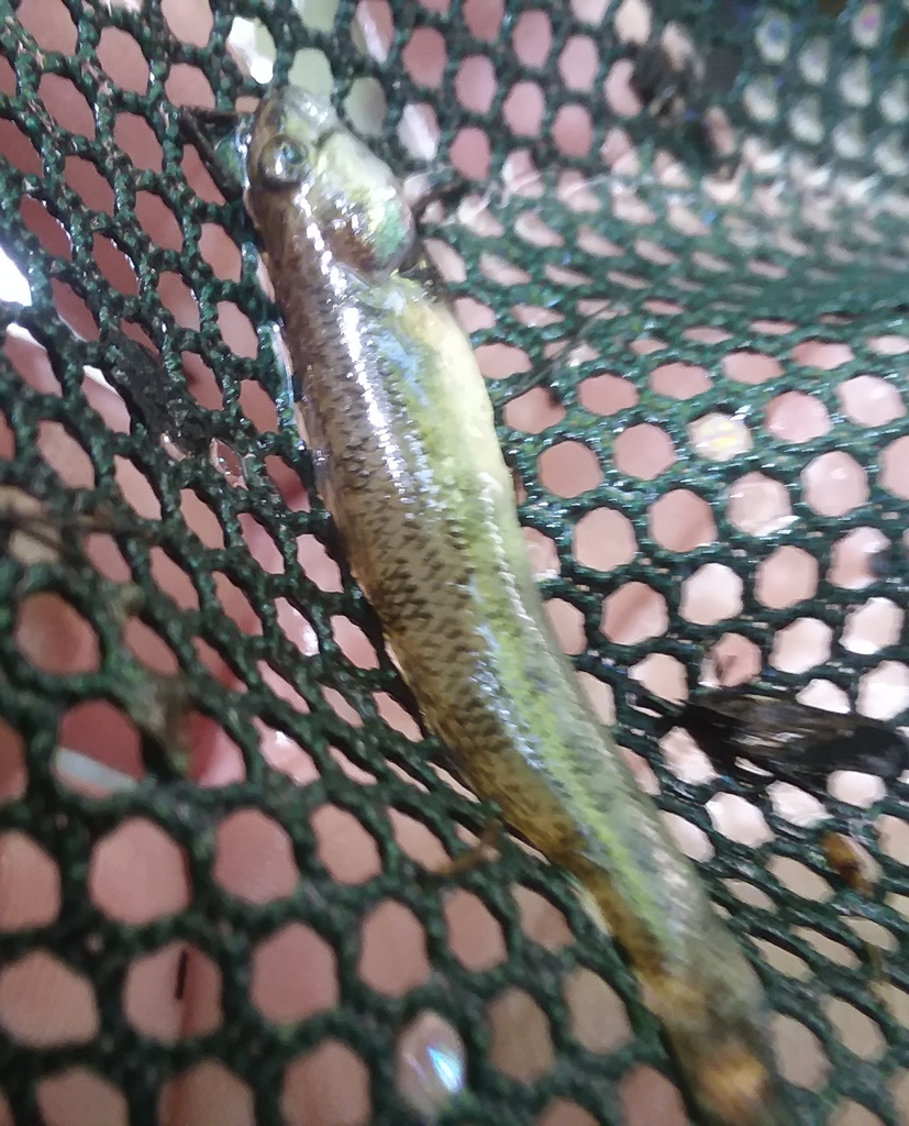 Tessellated Darter from Port Republic, MD 20676, USA on July 01, 2019 ...