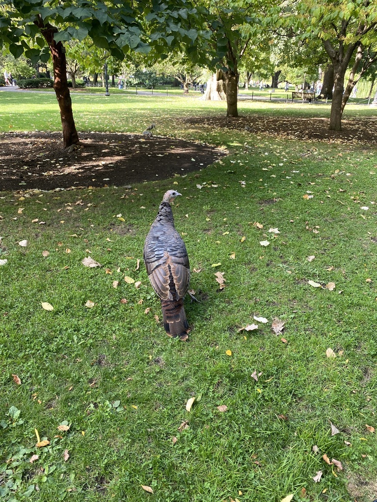 Wild Turkey from Boston Public Garden, Boston, MA, US on September 28 ...