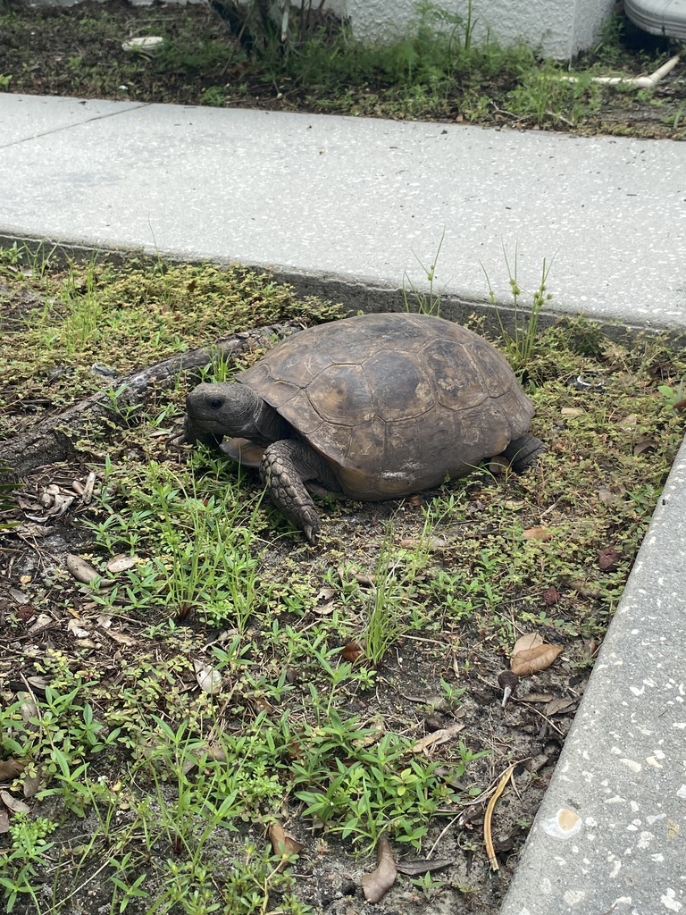 Gopher Tortoise in September 2024 by flores_e_2 · iNaturalist