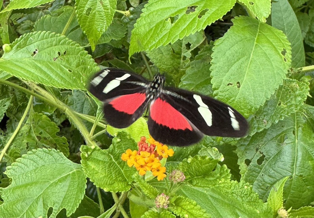 Heliconius ricini insulanus from Morne Catherine, Trinidad and Tobago ...